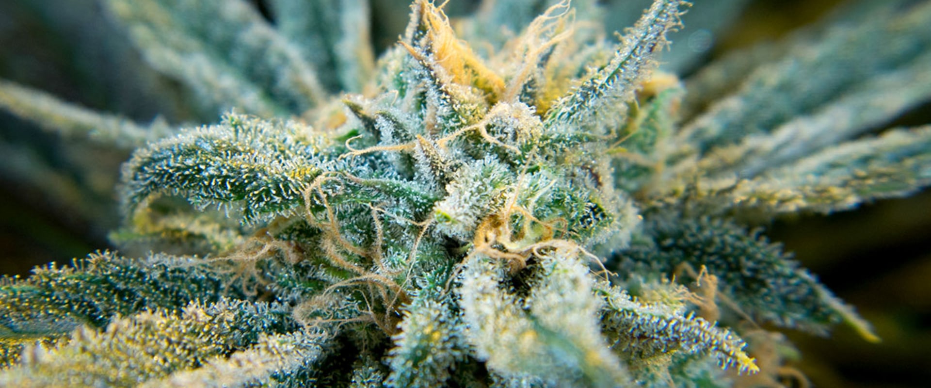 Is Thca Psychoactive is-thca-psychoactive